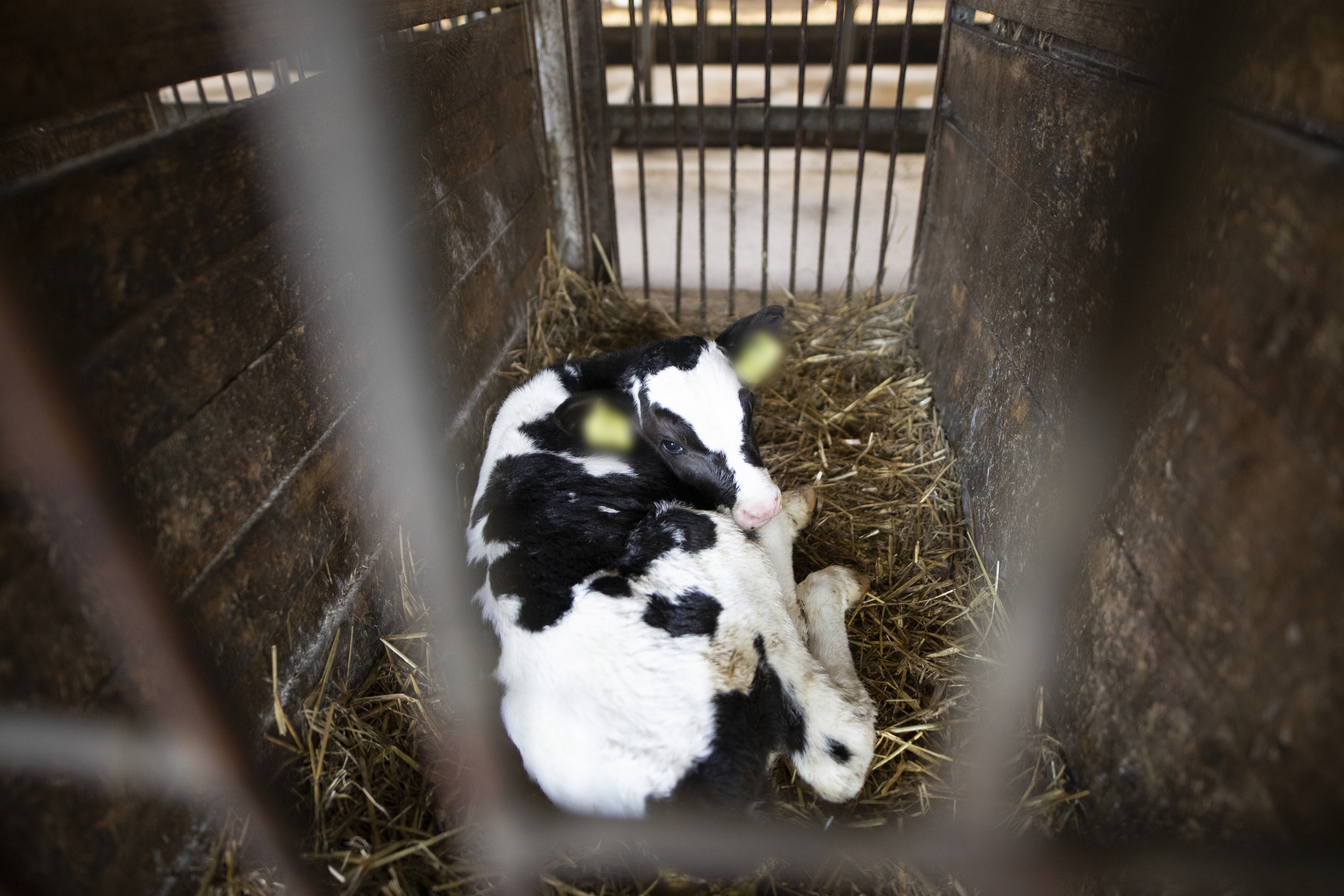 Intensywny chów krów | Compassion Polska