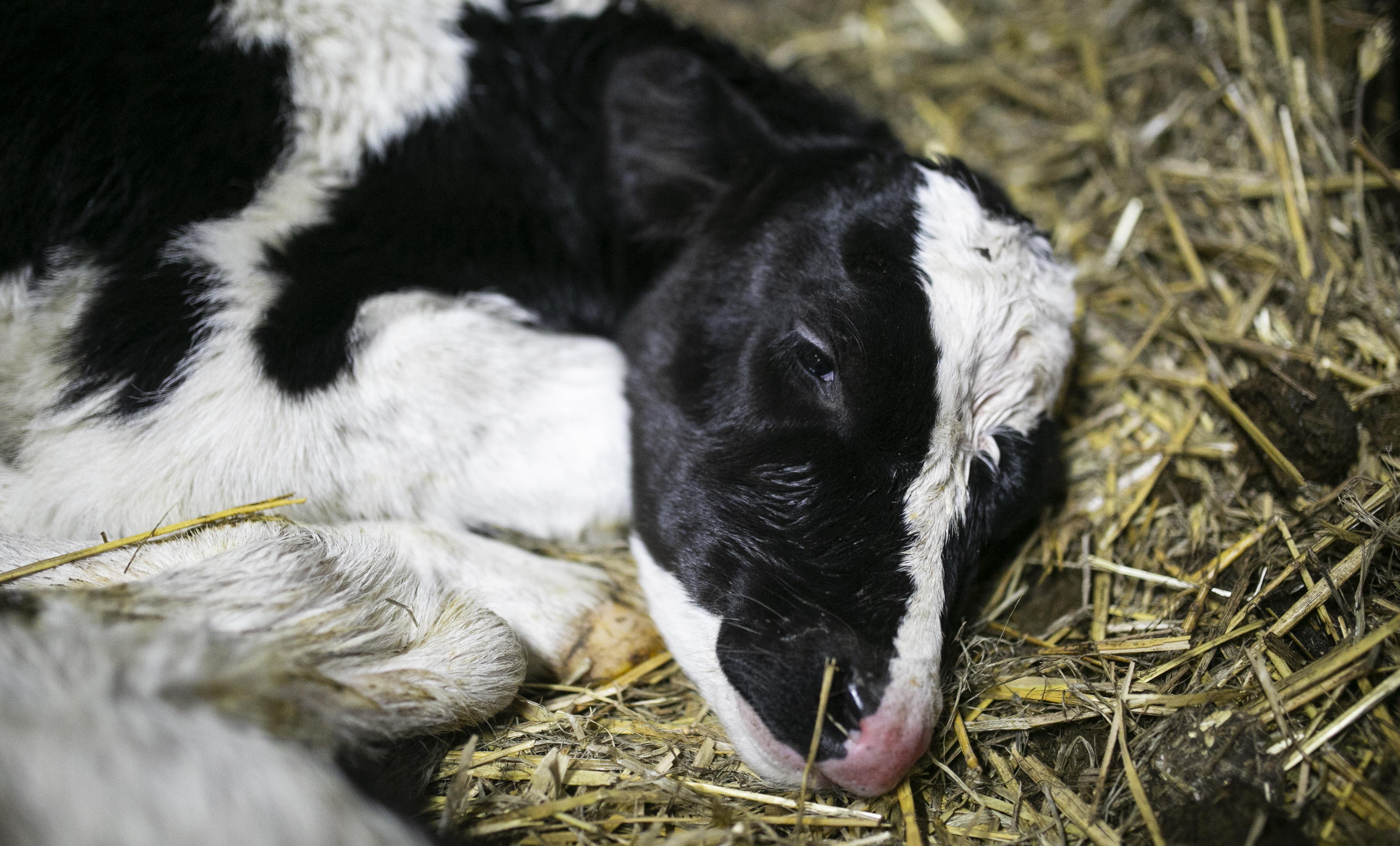 Intensywny chów krów | Compassion Polska