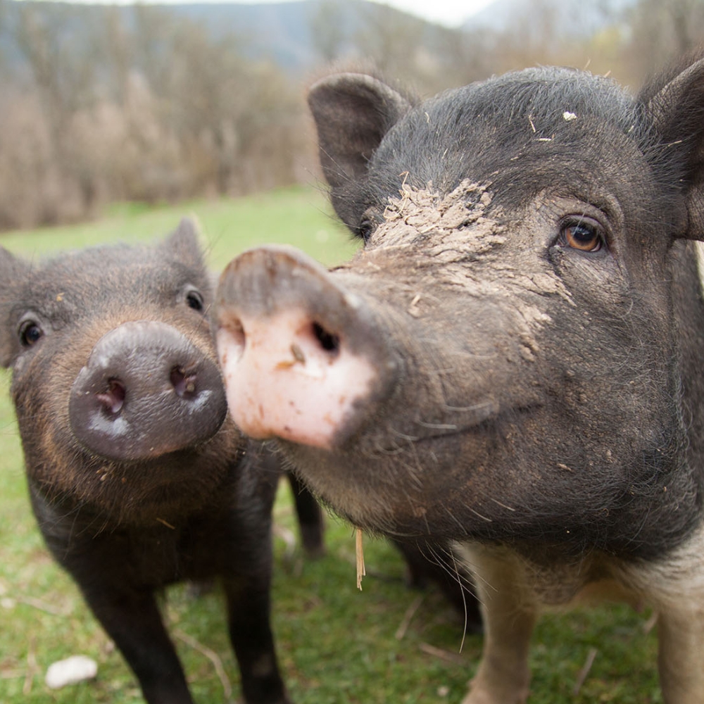 Świnie w naturze | Compassion Polska
