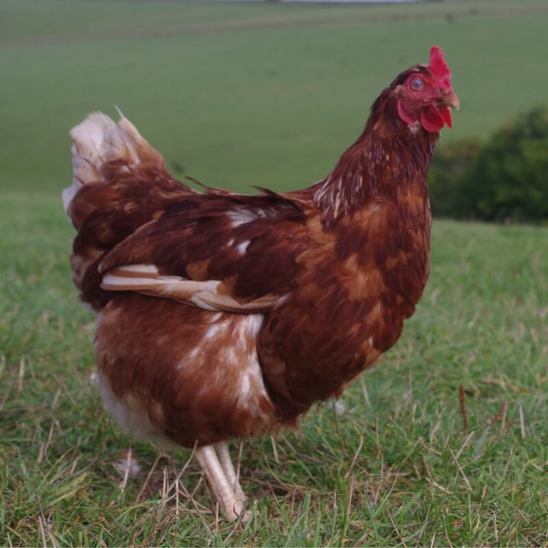 Międzynarodowy raport EggTrack 2023. Poznaj liderów i maruderów w ...